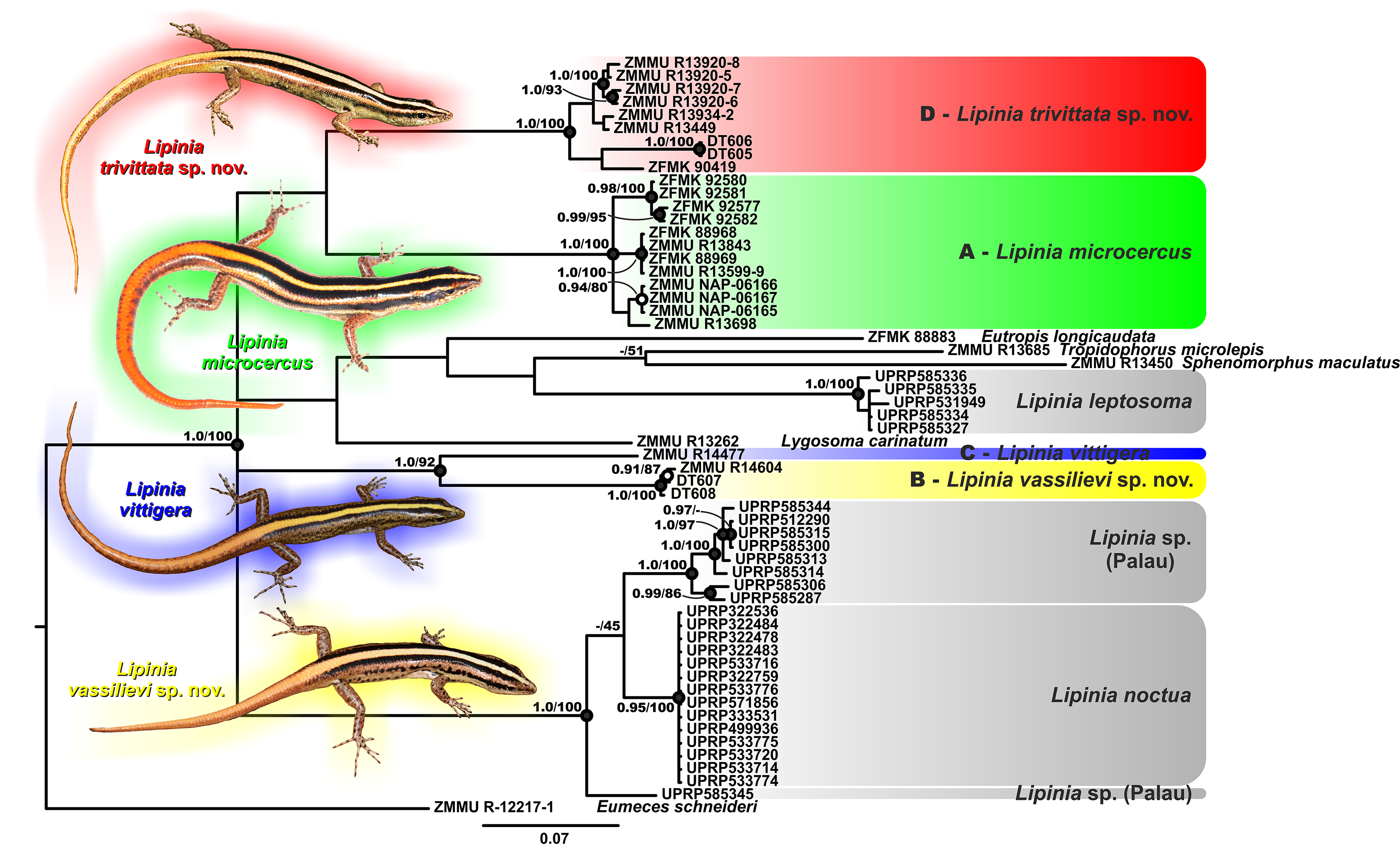 Counting stripes: revision of the Lipinia vittigera complex (Reptilia ...