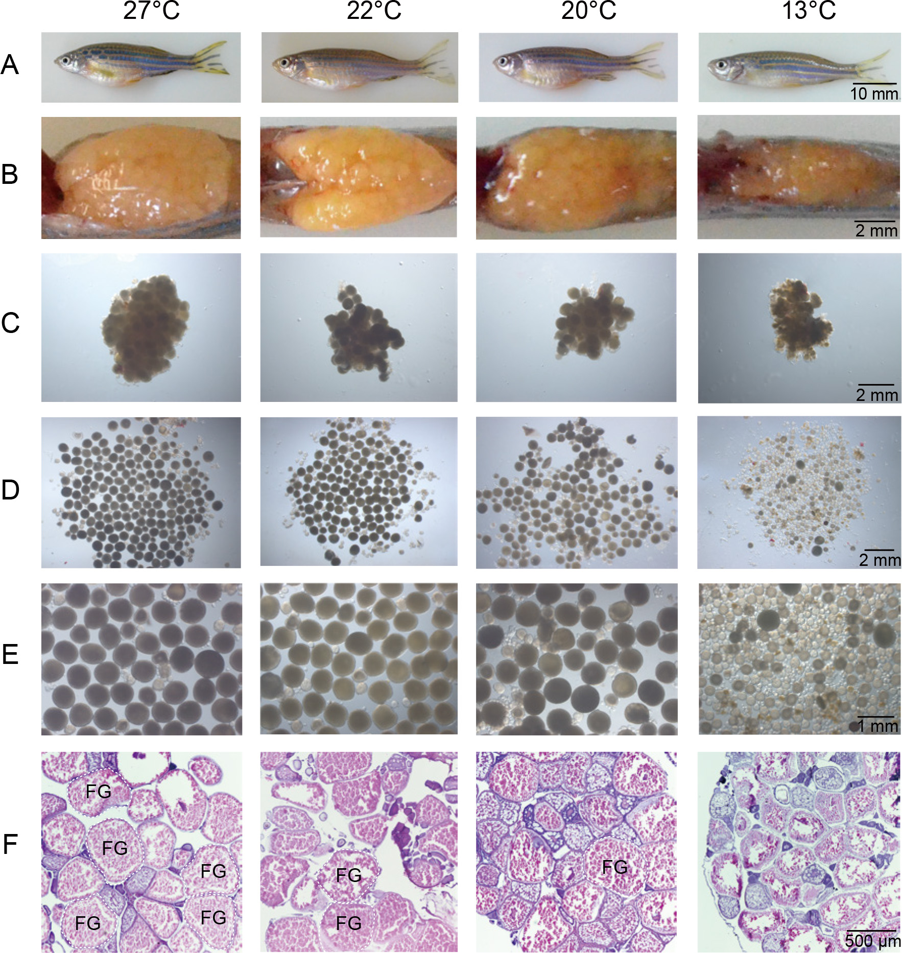 Zebrafish Journal Neurogenesis In Zebrafish – From Embryo To Adult