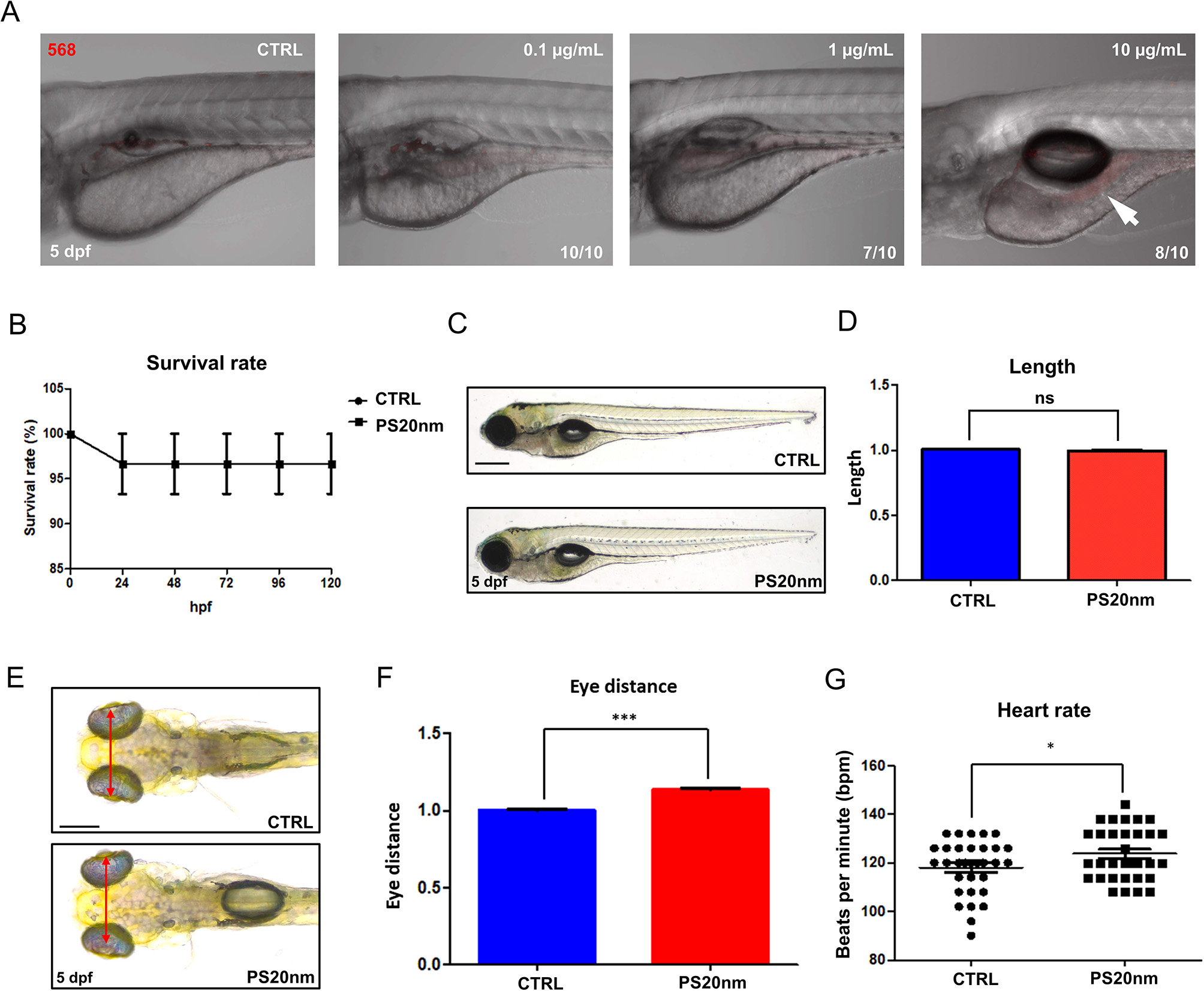 Zebrafish Embryo Size